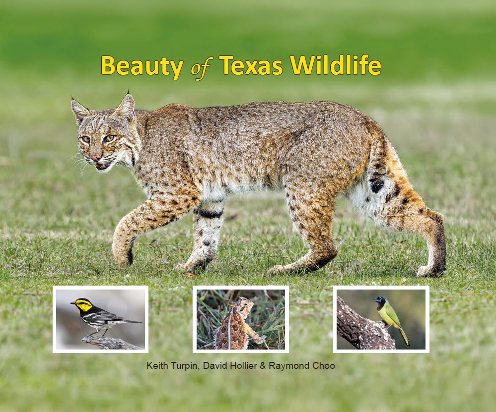 texas wildlife coloring book